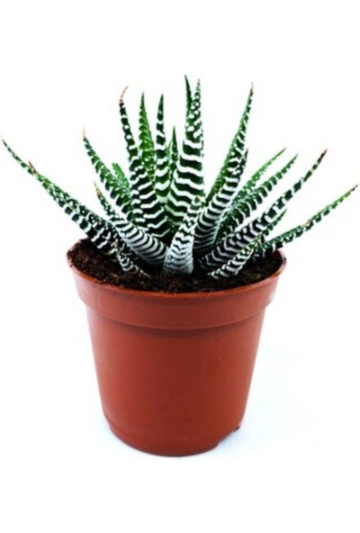 Sukulent Haworthia Zebra Desenli Kaktüs 5,5cm'lik Saksıda