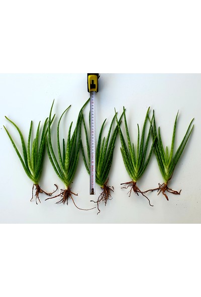 Degrade Aloe Vera Bitkisi Barbadensis Stockton 5 Adet 35 cm Ortalama Degrade Aloe Vera Bitkisi Barbadensis Stockton 5 Adet 35 cm Ortalama