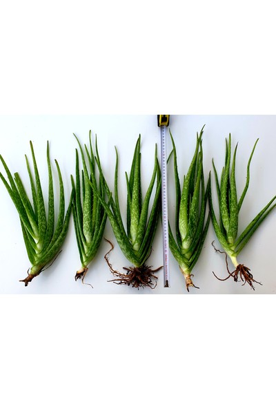 Degrade Aloe Vera Bitkisi Barbadensis Stockton 5 Adet 50 cm Ortlama Büyük Boy Degrade Aloe Vera Bitkisi Barbadensis Stockton 5 Adet 50 cm Ortlama Büyük Boy