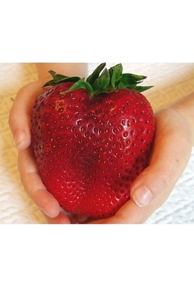 Erva Tohum Nadir Dev Çilek Tohumu Ekim Seti Yediveren Güney Amerika Çileği Tohumu 10 Tohum Saksı Toprak Kombin