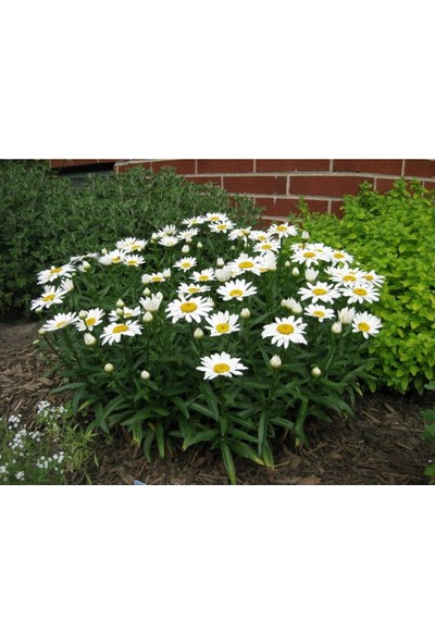 Erva Tohum Dev Alaska Papatya Tohumu 75'li Erva Tohum Dev Alaska Papatya Tohumu 75'li