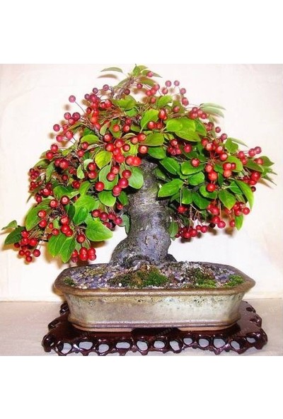 Erva Tohum Bodur Kiraz Bonzai Ağacı Tohumu 3'lü Bonsai Ağacı Tohumu Erva Tohum Bodur Kiraz Bonzai Ağacı Tohumu 3'lü Bonsai Ağacı Tohumu