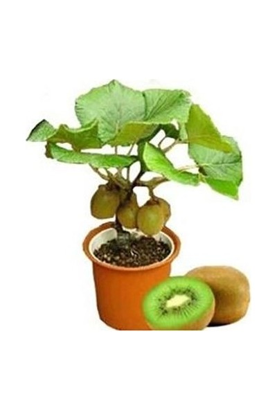 Erva Tohum Bodur Kivi Bonzai Ağacı Tohumu 5'li