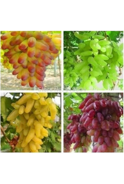 Erva Tohum Nadir 4 Farklı Üzüm Tohumu 8'li Erva Tohum Nadir 4 Farklı Üzüm Tohumu 8'li