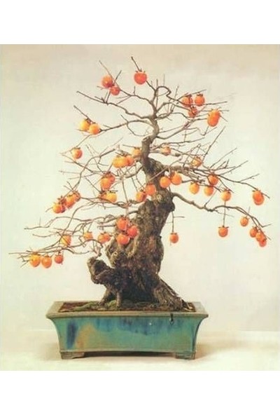 Erva Tohum Bodur Hurma Bonzai Ağacı Tohumu 2 Tohum Bonsai Ağacı Tohumu Erva Tohum Bodur Hurma Bonzai Ağacı Tohumu 2 Tohum Bonsai Ağacı Tohumu