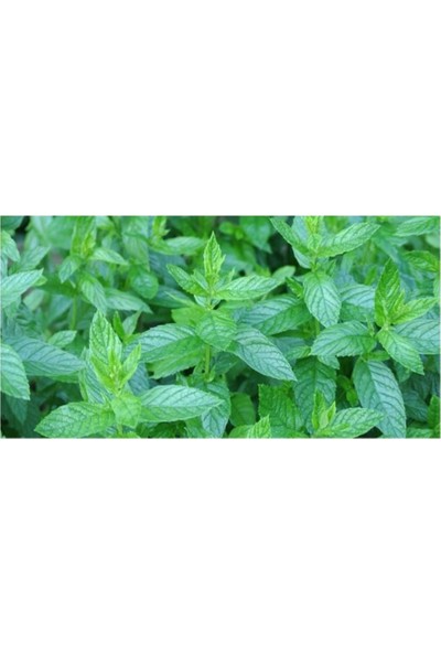 Erva Tohum Erkenci Yayılıcı Yediveren Nane Tohumu 50'li