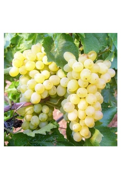 Fidan Dükkanı Yalova Incisi Açık Kök Üzüm(Asma-Bağ) Fidanı