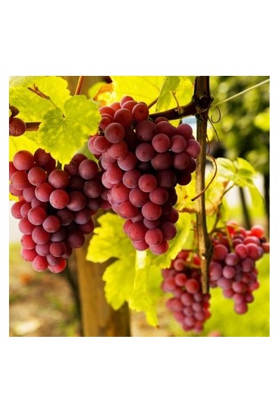 Fidan Dükkanı Red Globe Açık Kök Üzüm(Asma-Bağ) Fidanı