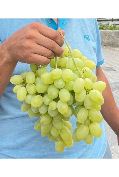 Fidan Dükkanı Musalı Beyazı Açık Kök Üzüm (Asma-Bağ) Fidanı