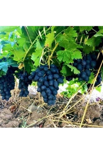 Fidan Dükkanı Horoz Karası (Antep Karası), Açık Kök Üzüm (Asma-Bağ) Fidanı