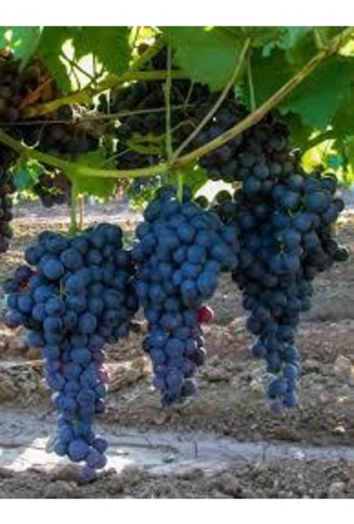 Fidan Dükkanı Alphonse Açık Kök Üzüm (Asma-Bağ) Fidanı