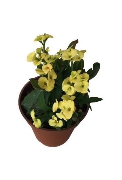 Biorganix Dikenler Tacı Japon Iğnesi Euphorbia Milii (Sarı )
