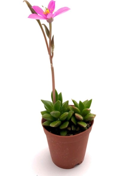 Egzotik Bahçe Egzotikbahçe Anacampseros Rufescens Sukulent