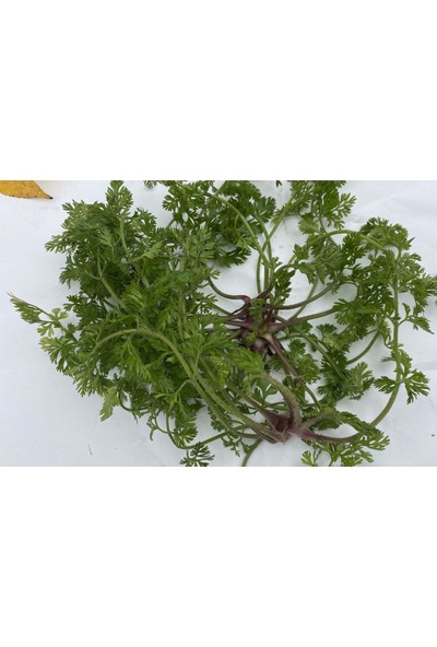 Ortaca El Ele Kadın Kooperatifi Karışık Ege Otları (Hindiba, Hardal, Labada, İğnelik Otu ) 1 kg Ortaca El Ele Kadın Kooperatifi Karışık Ege Otları (Hindiba, Hardal, Labada, İğnelik Otu ) 1 kg