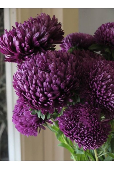 Han 2 Adet Mürdüm Yıldız Dahlıa Çiçek Soğanı