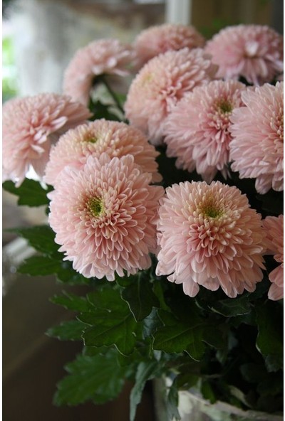 Han 2 Adet Pudra Yıldız Dahlıa Çiçek Soğanı