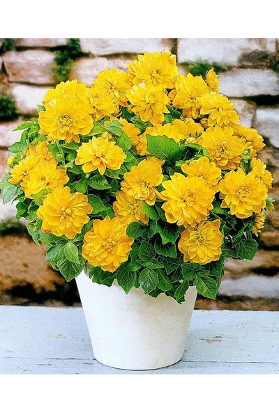 Han 2 Adet Sarı Yıldız Dahlıa Çiçek Soğanı