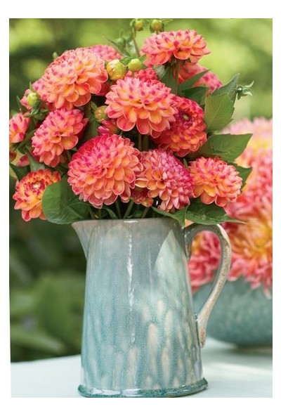 Han 2 Adet Pembeli Yıldız Dahlıa Çiçek Soğanı