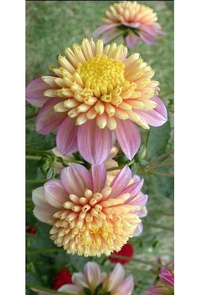 Han 2 Adet Sarı Pudra Yıldız Dahlıa Çiçek Soğanı