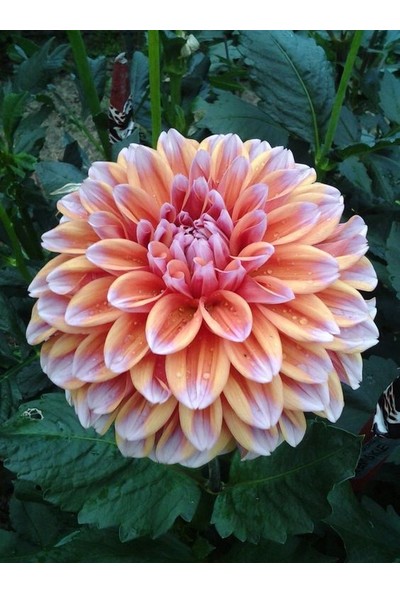 Han 2 Adet Geçişli Yıldız Dahlıa Çiçek Soğanı