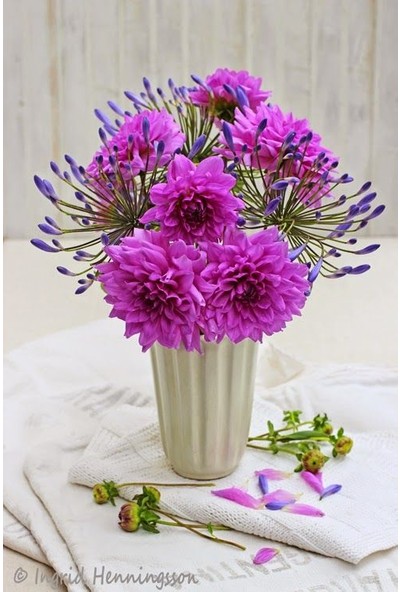 Han 2 Adet Pembeli Yıldız Dahlıa Çiçek Soğanı