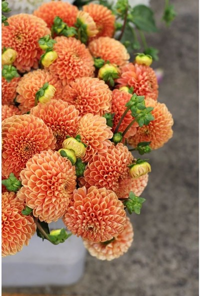 Han 2 Adet Turuncu Yıldız Dahlıa Çiçek Soğanı