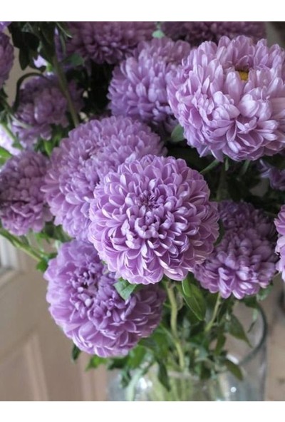 Han 2 Adet Lila Yıldız Dahlıa Çiçek Soğanı