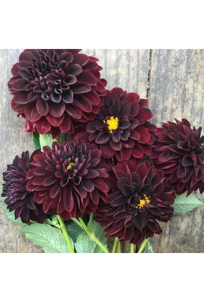 Han 2 Adet Bordo Yıldız Dahlıa Çiçek Soğanı