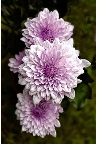 Han 2 Adet Eflatun Yıldız Dahlıa Çiçek Soğanı