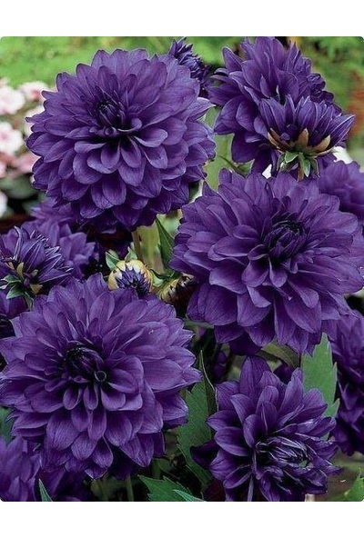 Han 2 Adet Mor Yıldız Dahlıa Çiçek Soğanı