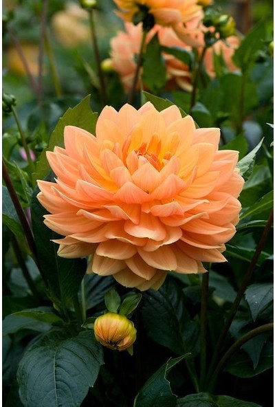 Han 2 Adet Yavruağzı Yıldız Dahlıa Çiçek Soğanı