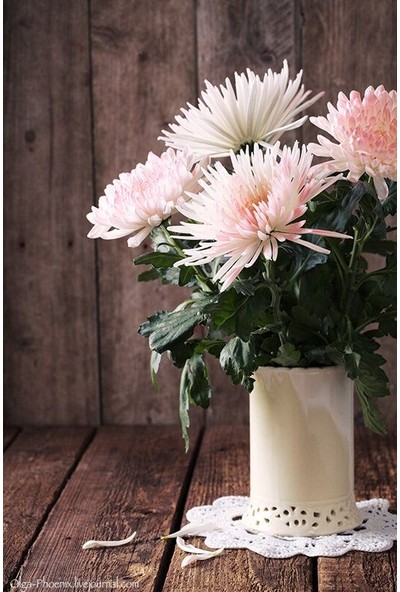 Han 2 Adet Soft Beyaz Yıldız Dahlıa Çiçek Soğanı