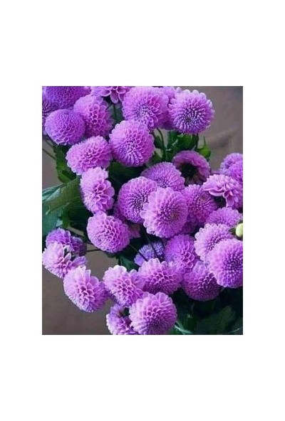 Han 2 Adet Ponpon Lila Yıldız Dahlıa Çiçek Soğanı