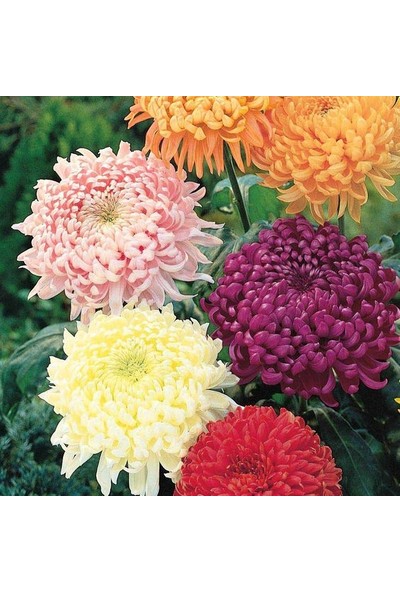 Han 5 Adet Karışık Yıldız Dahlıa Çiçek Soğanı