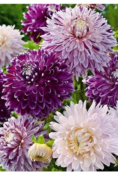 Han 5 Adet Kırçıl Karma Yıldız Dahlıa Çiçek Soğanı