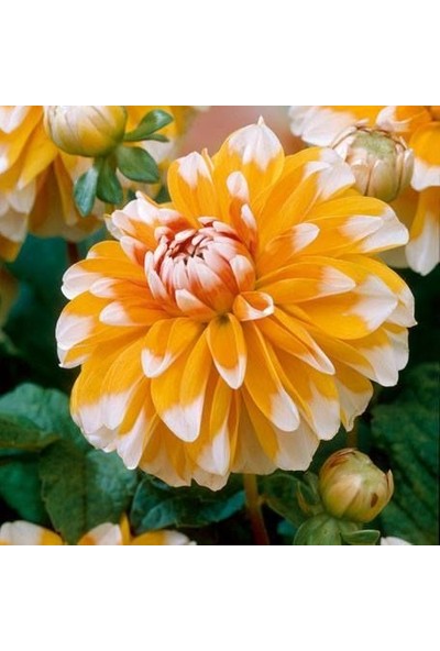 Han 2 Adet Beyaz Uçlu Turuncu Yıldız Dahlıa Çiçek Soğanı