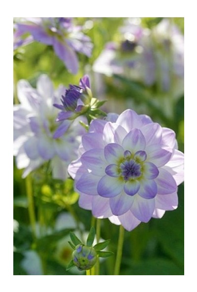 Han 2 Adet Saydam Lila Yıldız Dahlıa Çiçek Soğanı