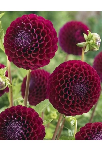 Han 2 Adet Ponpon Kırmızı Yıldız Dahlıa Çiçek Soğanı