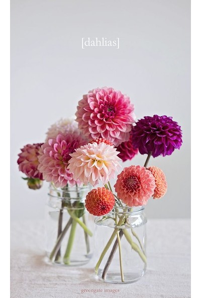 Han 2 Adet Karıma Yıldız Dahlıa Çiçek Soğanı