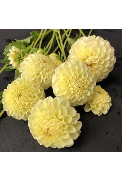 Han 2 Adet Limon Sarısı Yıldız Dahlıa Çiçek Soğanı