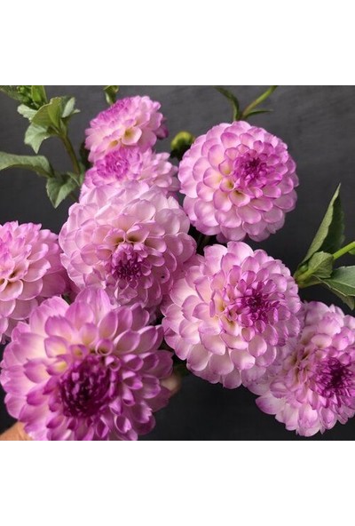 Han 2 Adet Pembe Geçişli Yıldız Dahlıa Çiçek Soğanı Han 2 Adet Pembe Geçişli Yıldız Dahlıa Çiçek Soğanı