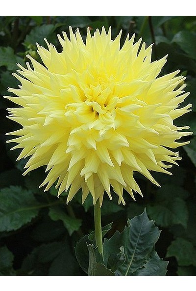 Han 2 Adet Kırçıllı Lmon Sarısı Yıldız Dahlıa Çiçek Soğanı