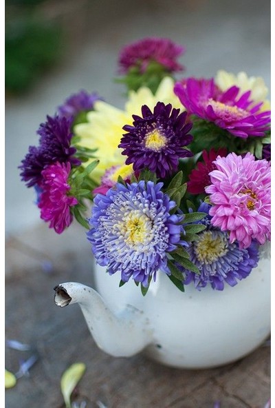 Han 5 Adet Karışık Geçişli Yıldız Dahlıa Çiçek Soğanı