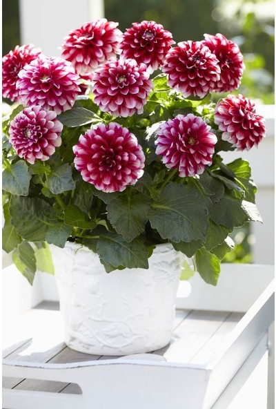 Han 2 Adet Beyaz Uçlu Yıldız Dahlıa Çiçek Soğanı