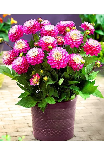 Han 2 Adet Sarı Içli Pembe Yıldız Dahlıa Çiçek Soğanı Han 2 Adet Sarı Içli Pembe Yıldız Dahlıa Çiçek Soğanı