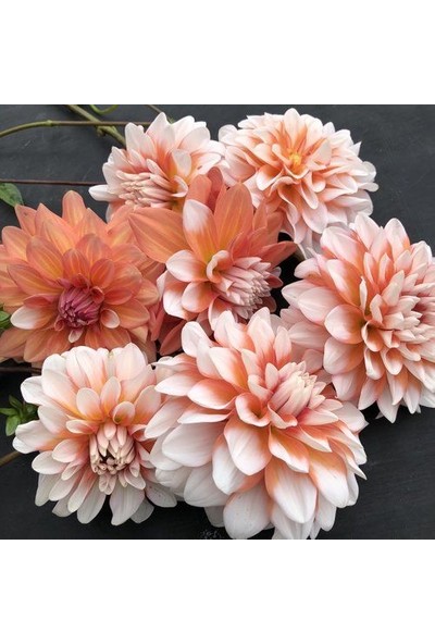 Han 2 Adet Toprak Yıldız Dahlıa Çiçek Soğanı