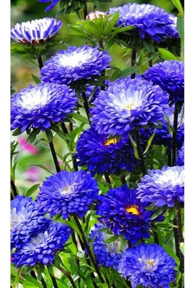 Han 2 Adet Mavi Yıldız Dahlıa Çiçek Soğanı