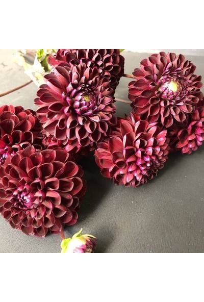 Han 2 Adet Kiremit Rengi Yıldız Dahlıa Çiçek Soğanı