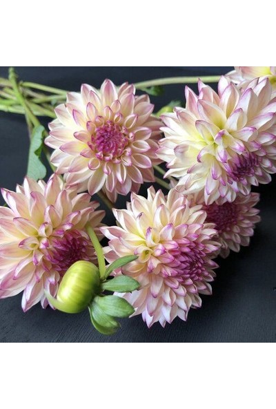 Han 2 Adet Yanardöner Yıldız Dahlıa Çiçek Soğanı