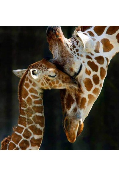 Movas Sanat Zürafa ve Sevimli Yavrusu Elmas Mozaik Tablo 45X47CM E20203412 Movas Sanat Zürafa ve Sevimli Yavrusu Elmas Mozaik Tablo 45X47CM E20203412